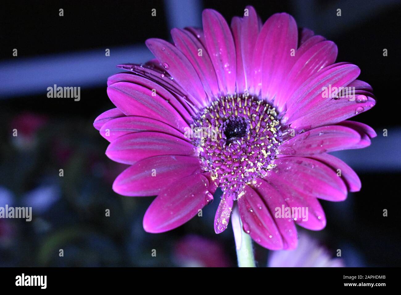 Dying gerbera flower hi-res stock photography and images - Alamy