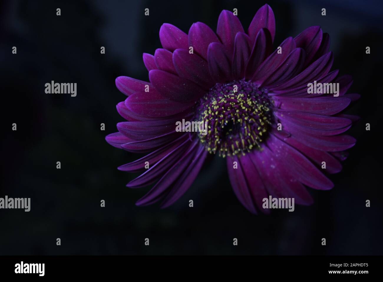 Dying gerbera flower hi-res stock photography and images - Alamy