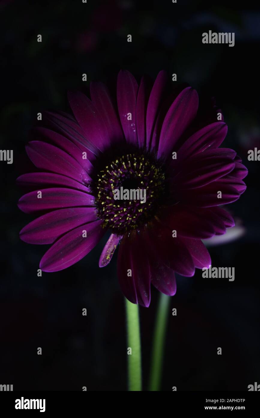 Dying gerbera flower hi-res stock photography and images - Alamy