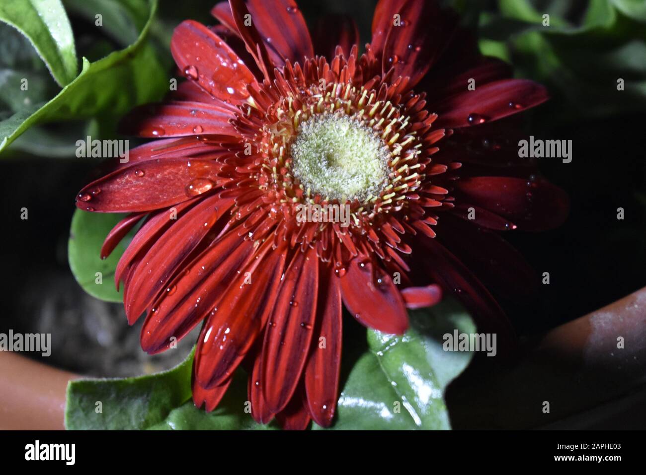 Dying gerbera flower hi-res stock photography and images - Alamy