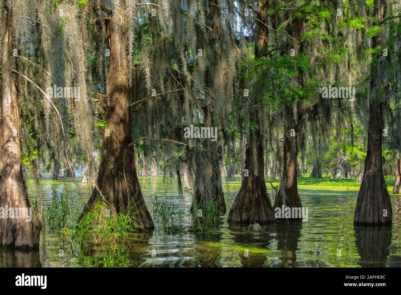 Bald cypresses (Taxodium distichum); Lake Martin, Breaux Bridge ...