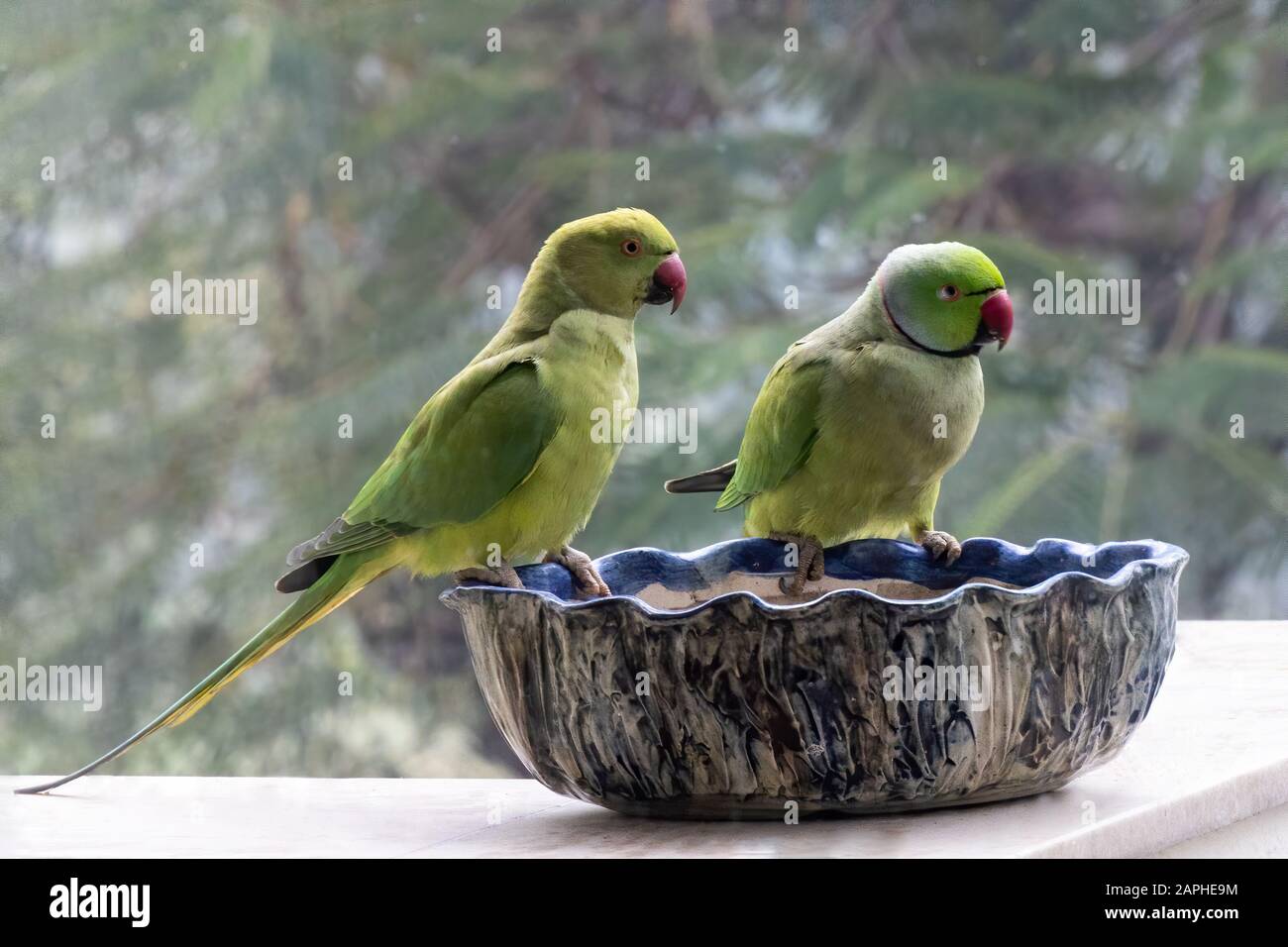 Indian ring neck hi-res stock photography and images - Alamy