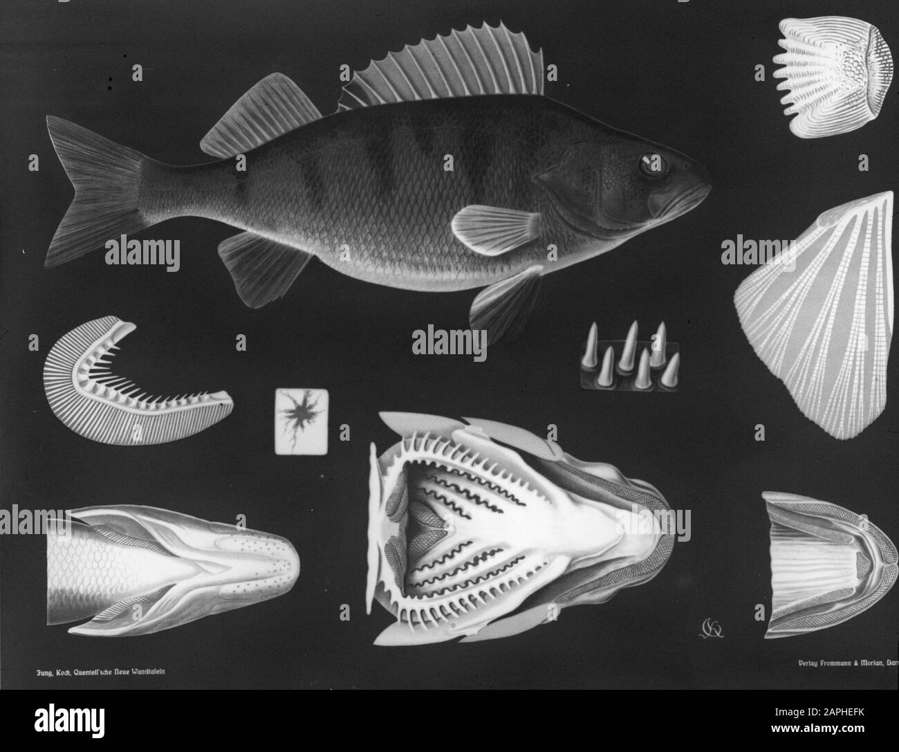 Scientific study freshwater biology Black and White Stock Photos ...