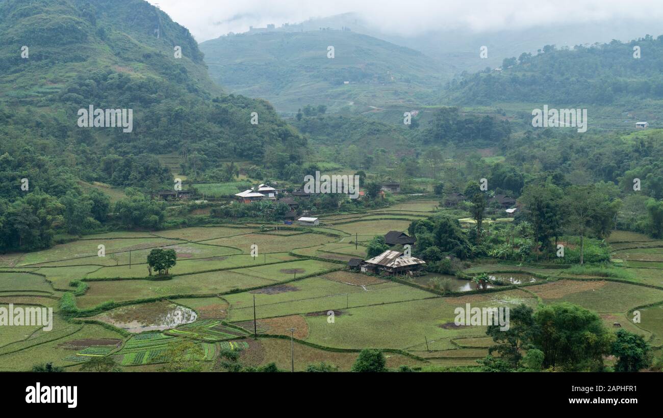 Wet rice paddy fields, mist, in small town in Ha Giang, Vietnam along ...