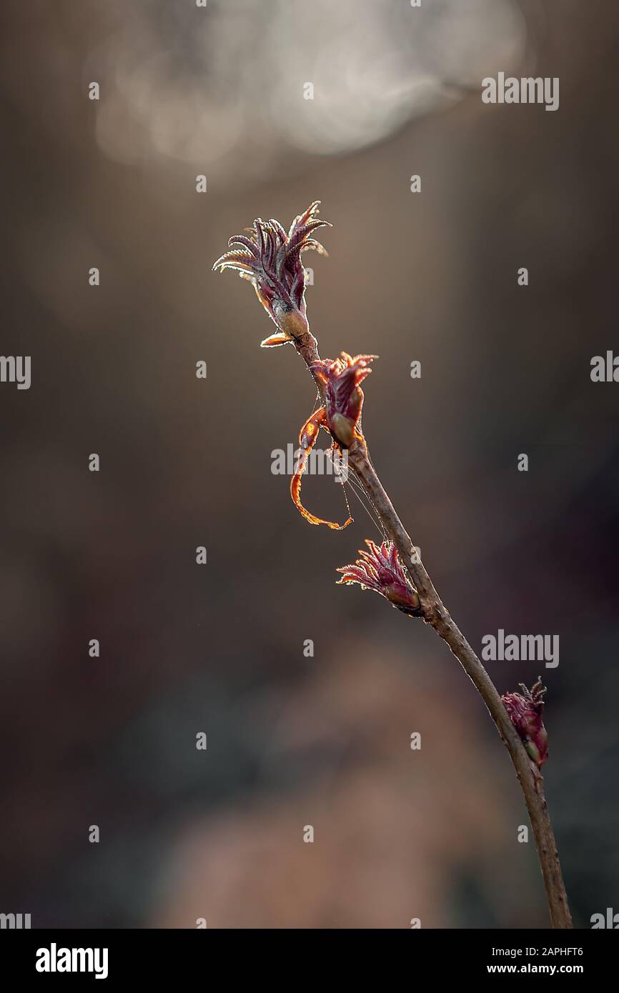 Wilted flower hi-res stock photography and images - Alamy