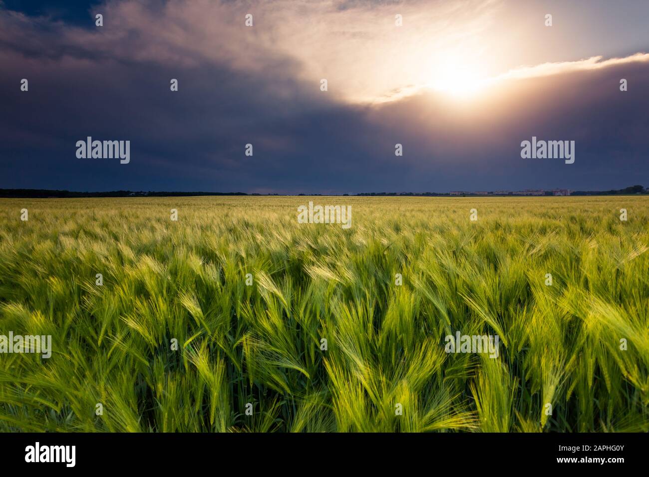 Fantastic green field at the dramatic overcast sky. Ukraine, Europe ...