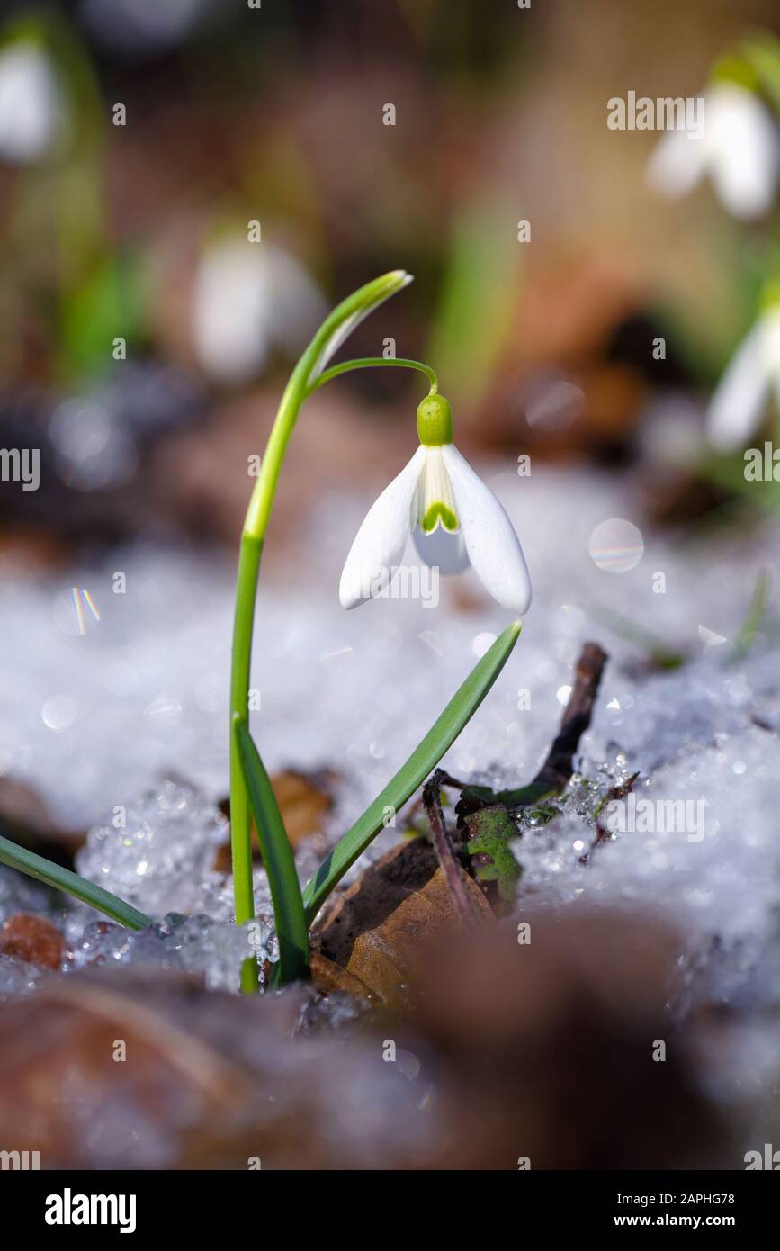 Snowdrop (Galanthus) in the spring forest. Harbingers of warming ...