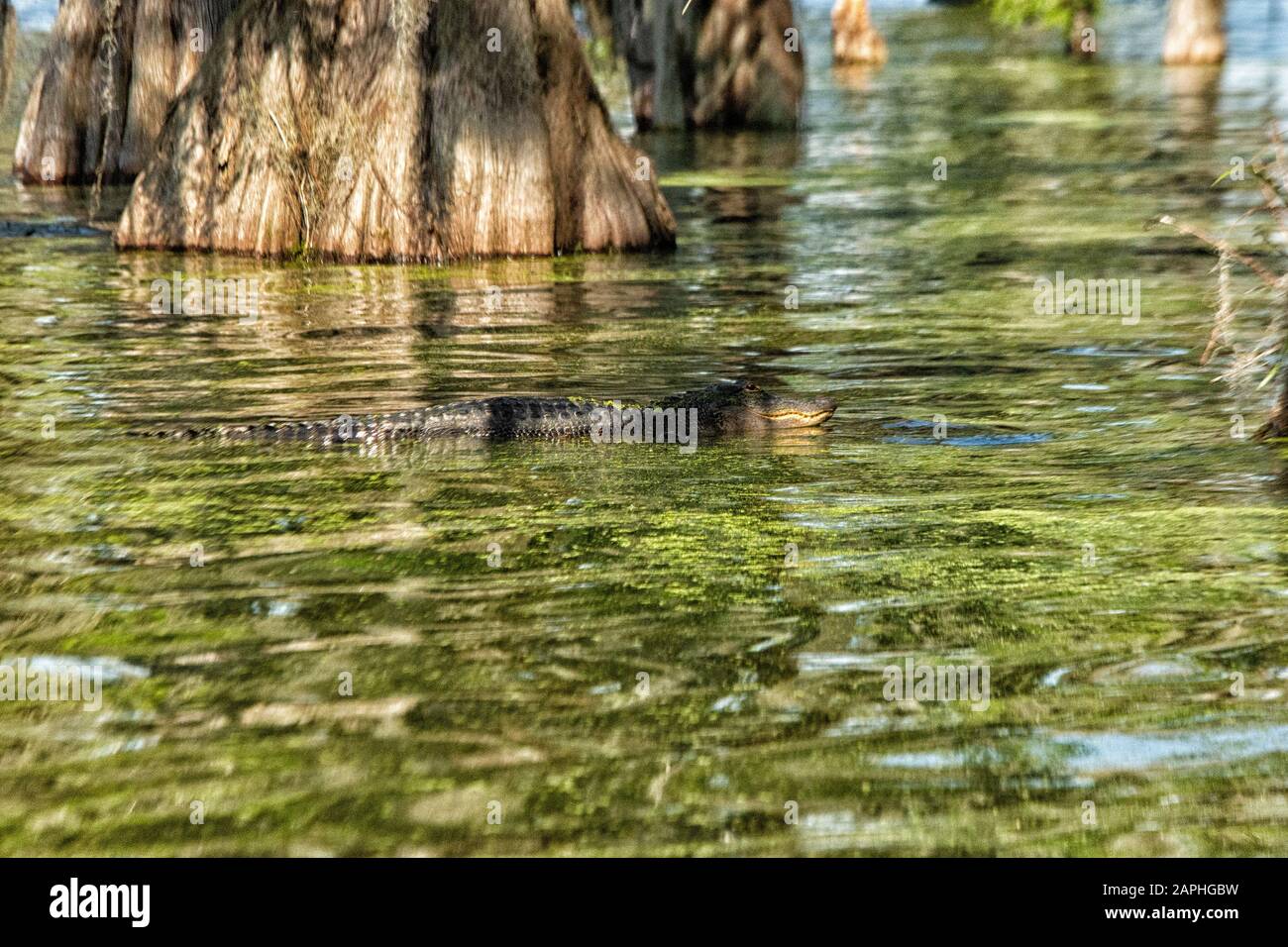 Louisiana swamp bird hi-res stock photography and images - Alamy