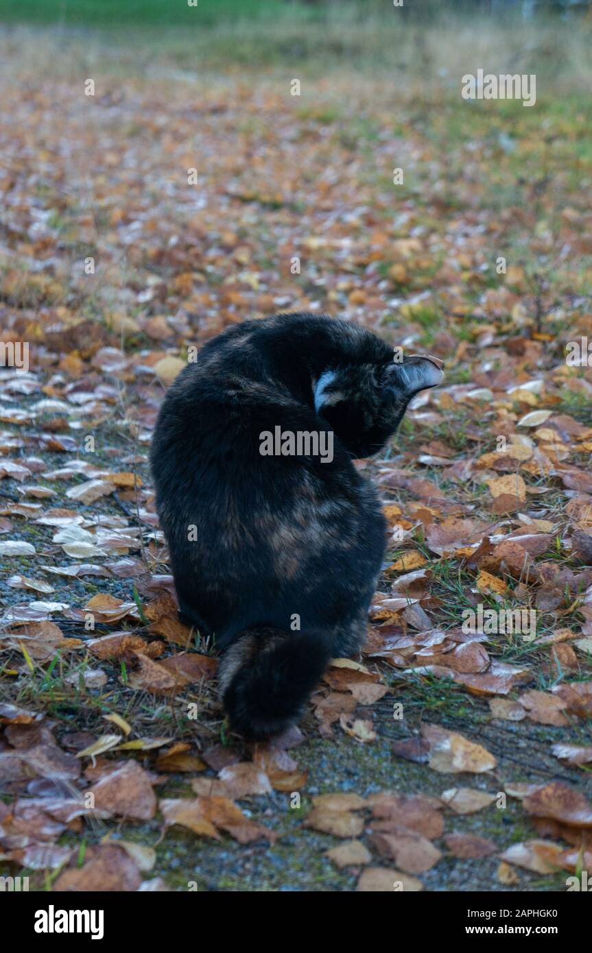 Cat with perspective hi-res stock photography and images - Alamy