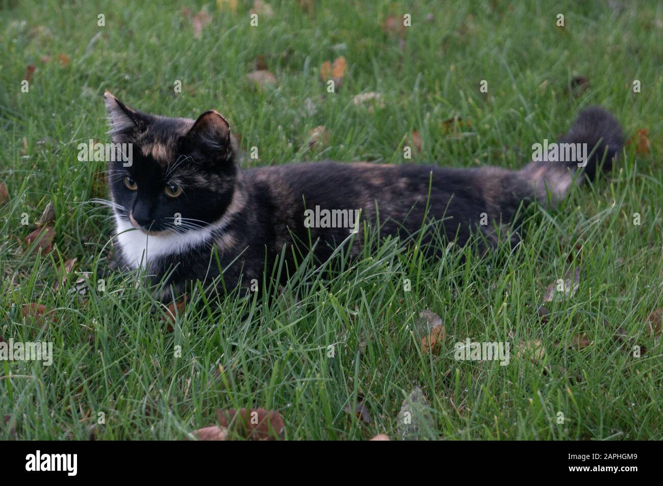 Confused kitty hi-res stock photography and images - Alamy