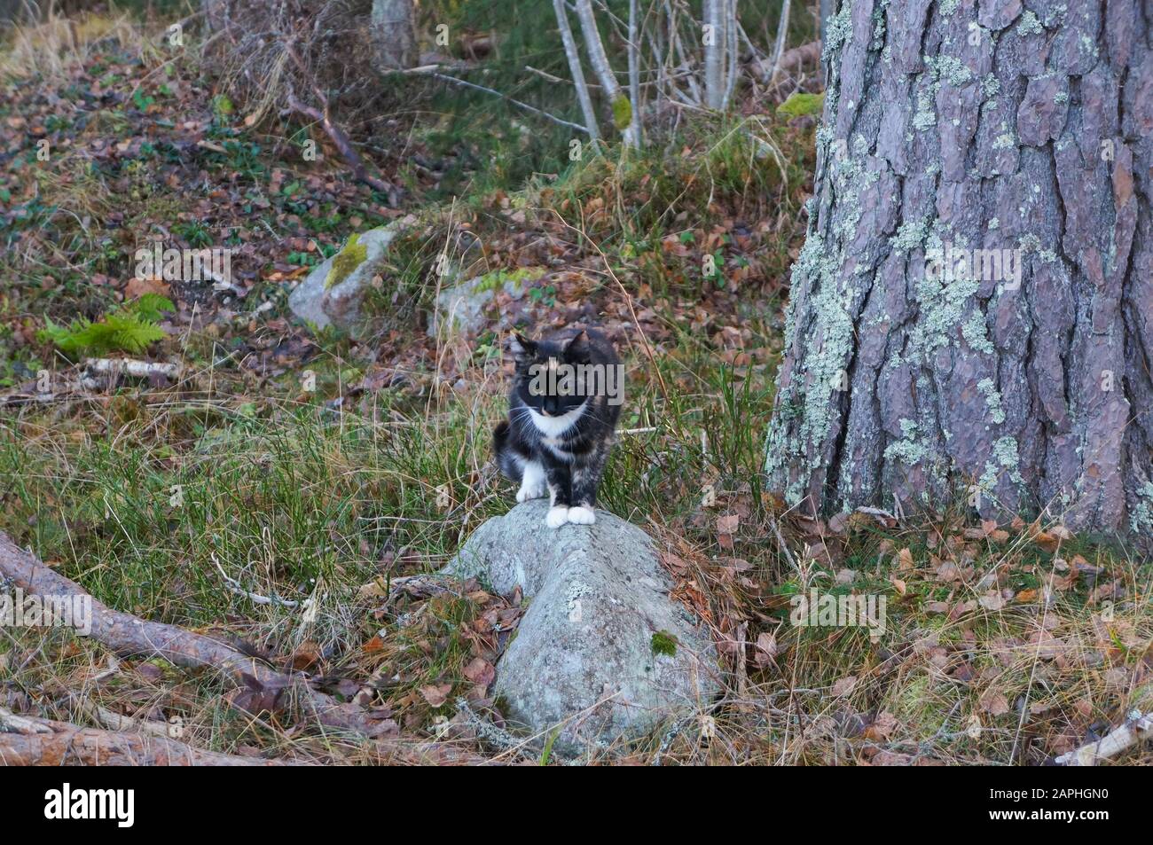 Prey predator run hi-res stock photography and images - Alamy