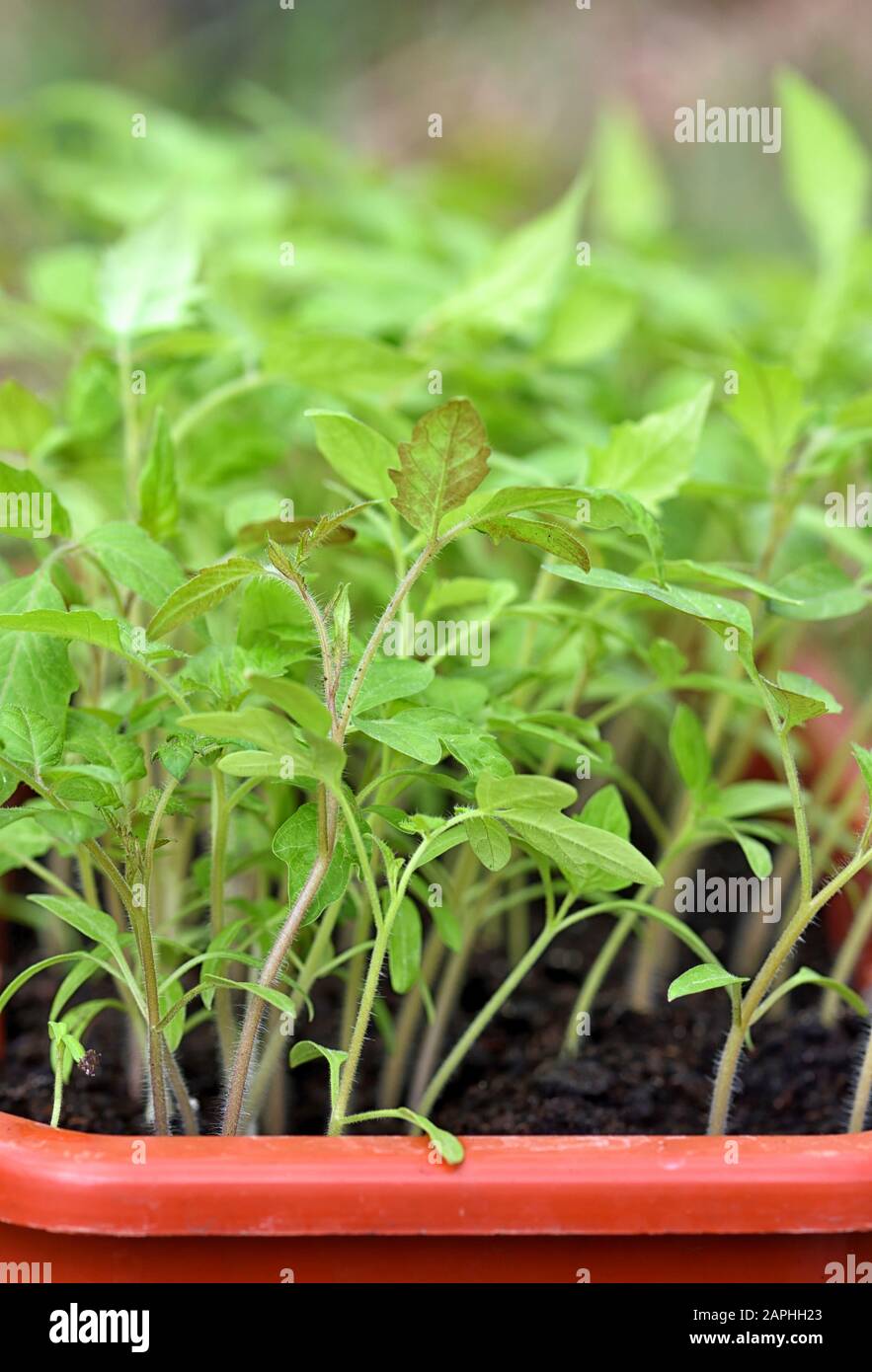 Tomato seedling tray hi-res stock photography and images - Alamy