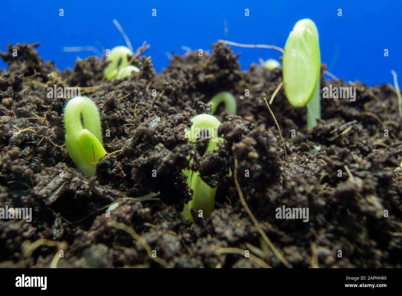 Green plant sprouts passing from the soil Stock Photo - Alamy