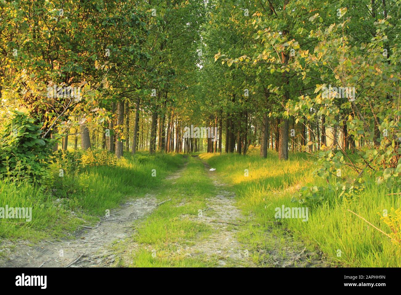Forest spring landscape - forest trees with grass on the foreground and ...