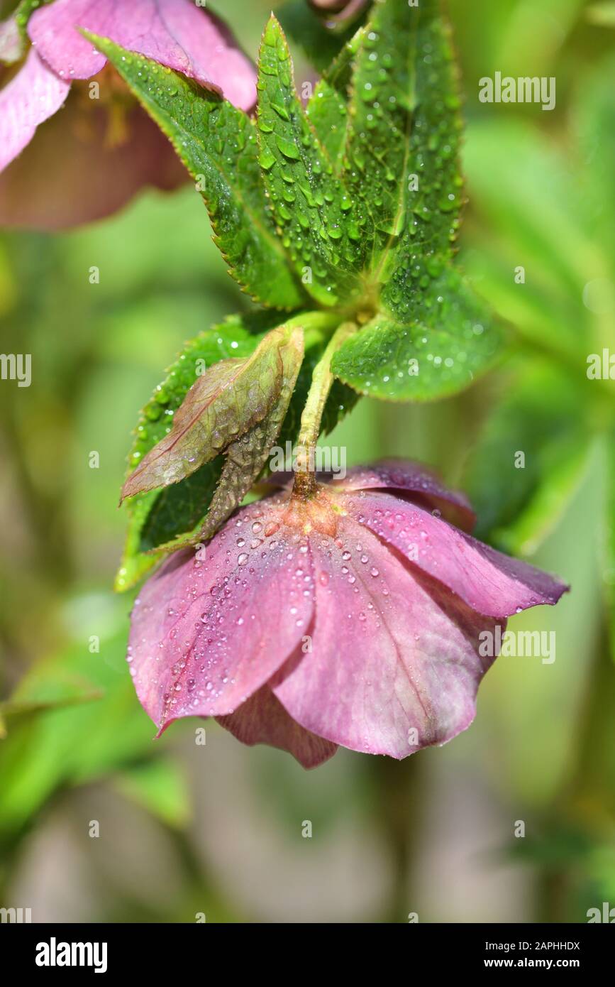 Beautiful pink Helleborus with drops of dew, spring flowers in garden ...