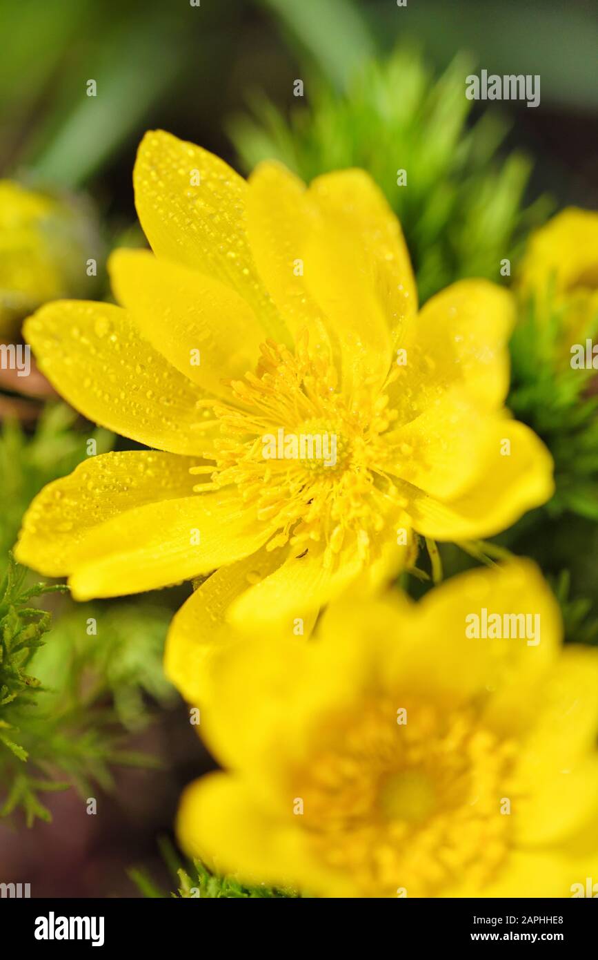 Spring adonis adonis vernalis blooming hi-res stock photography and ...