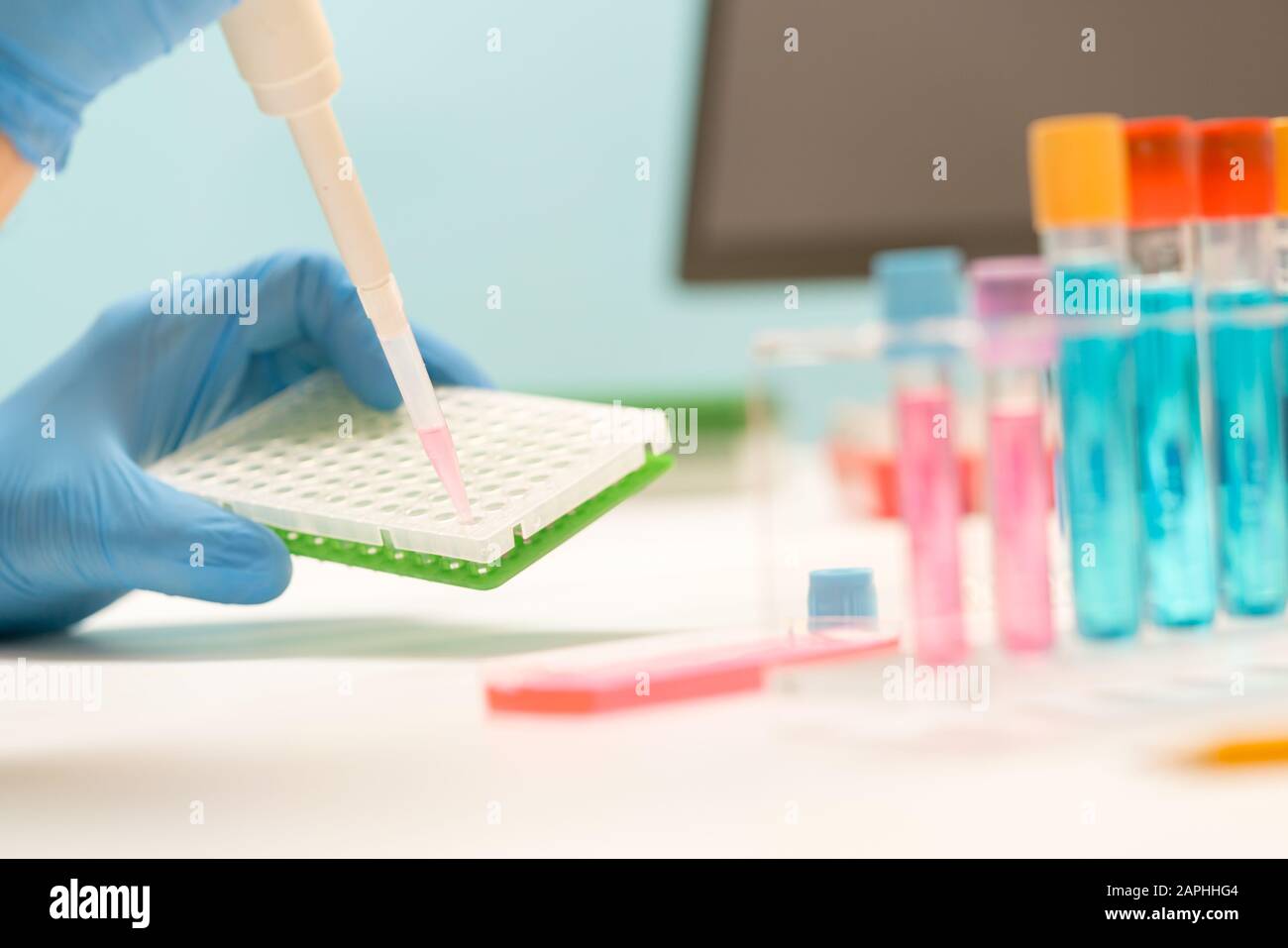 Laboratory of genetic research. PCR plates and multichannel pipettes ...
