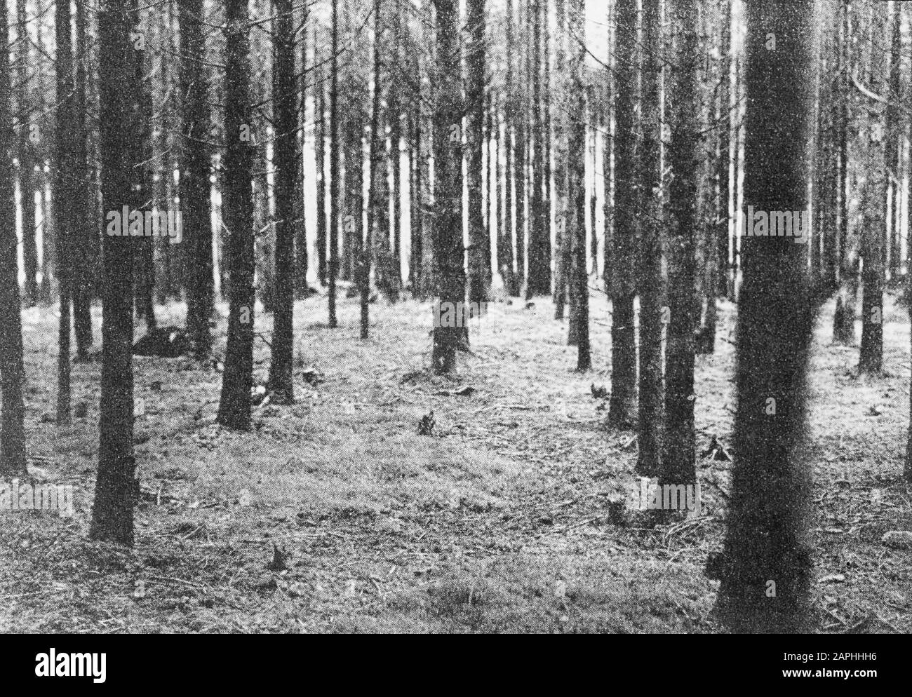 forestry, forest treatment, thinning, rejuvenation, fine spruce forest ...