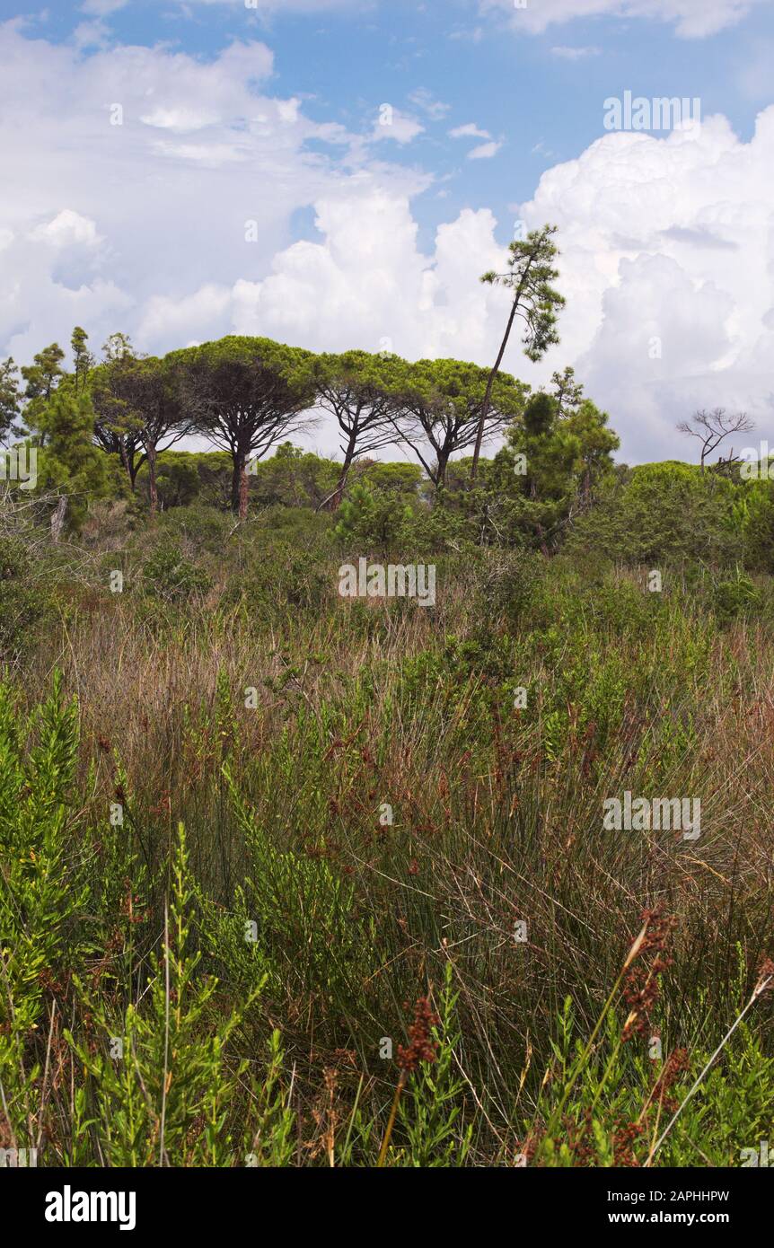 mediterranean vegetation in Maremma regional park, Tuscany, Italy Stock ...