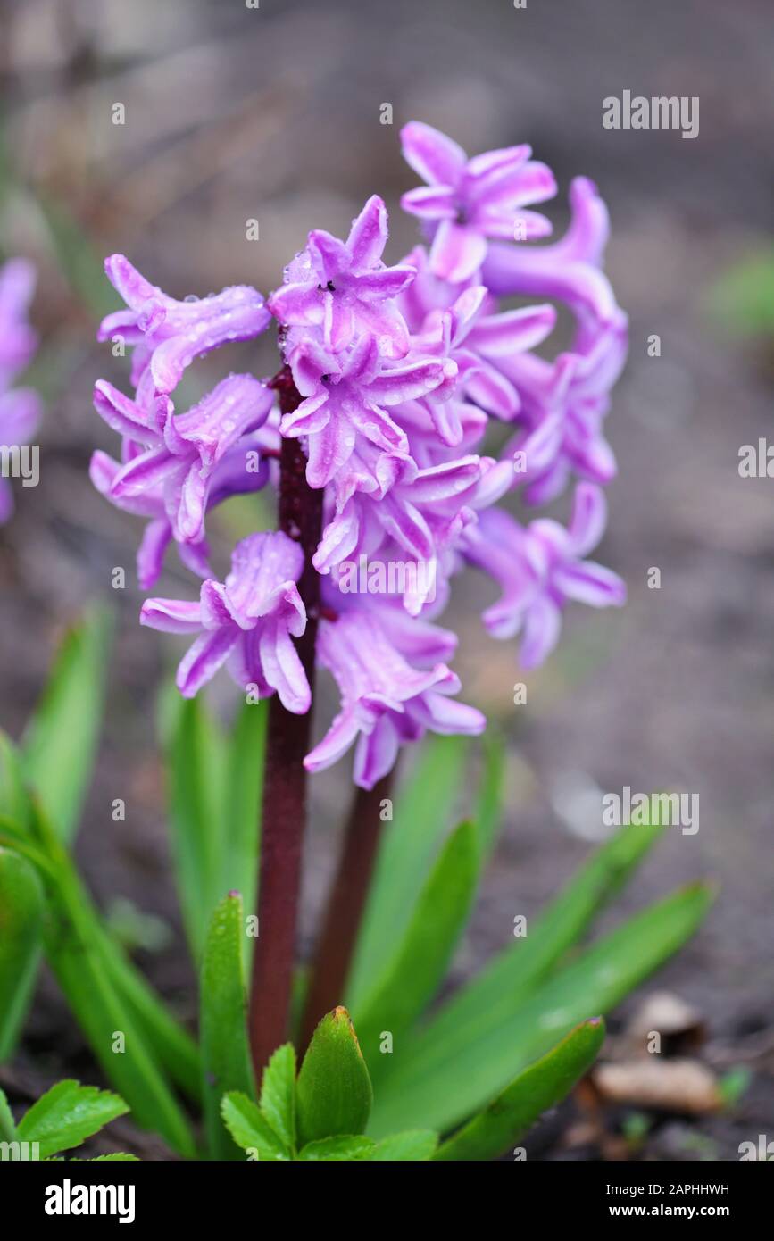 Pink Hyacinthus in a garden. Garden hyacinth with white blooming ...