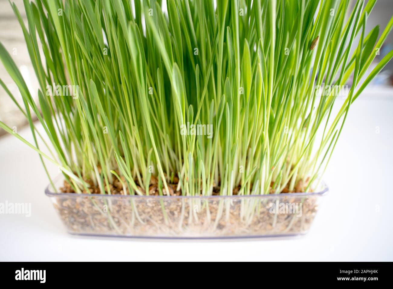 Plant wheat with roots on white background Stock Photo - Alamy