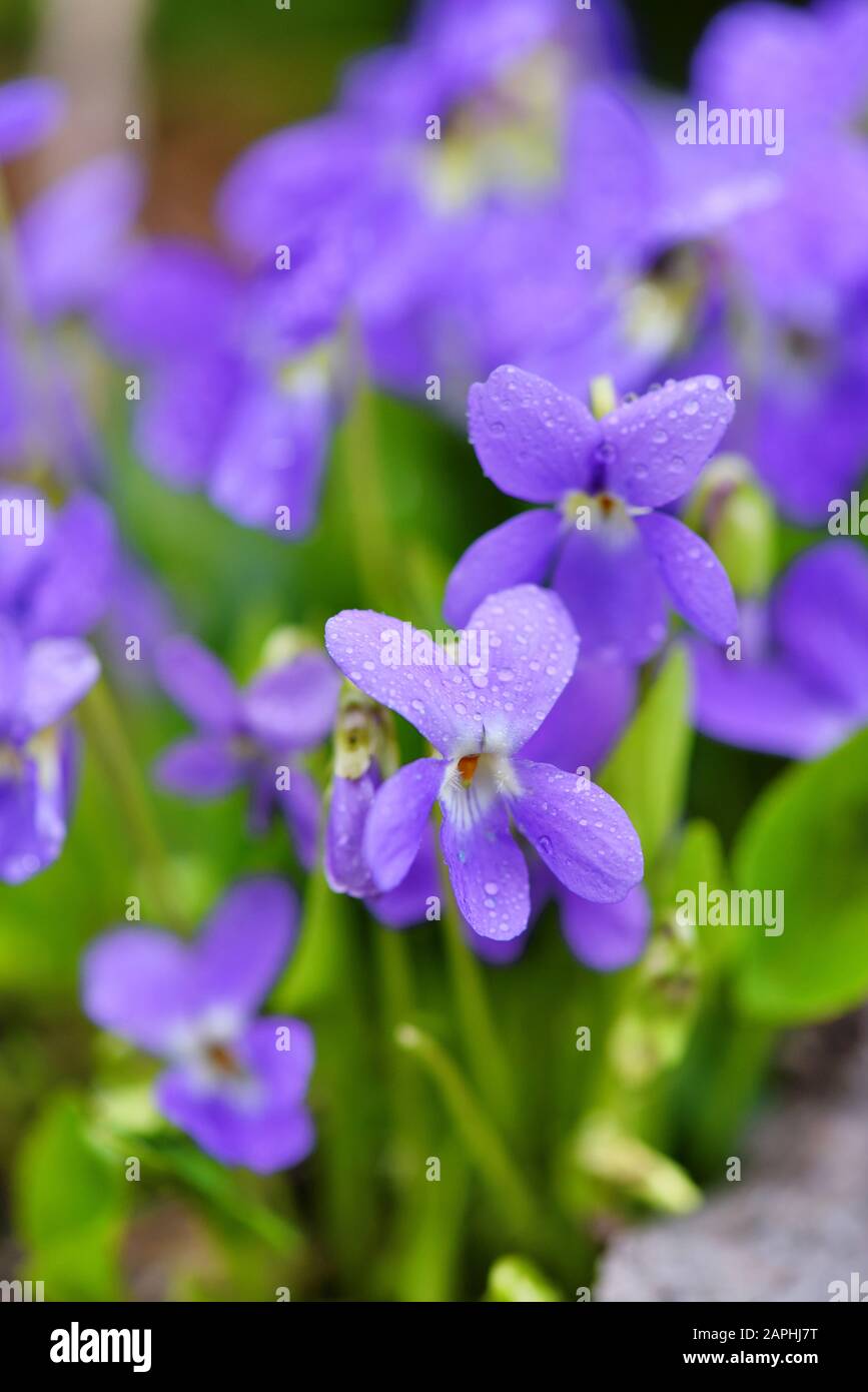 Violets flowers (Viola odorata). Spring flowers with drops of dew Stock ...