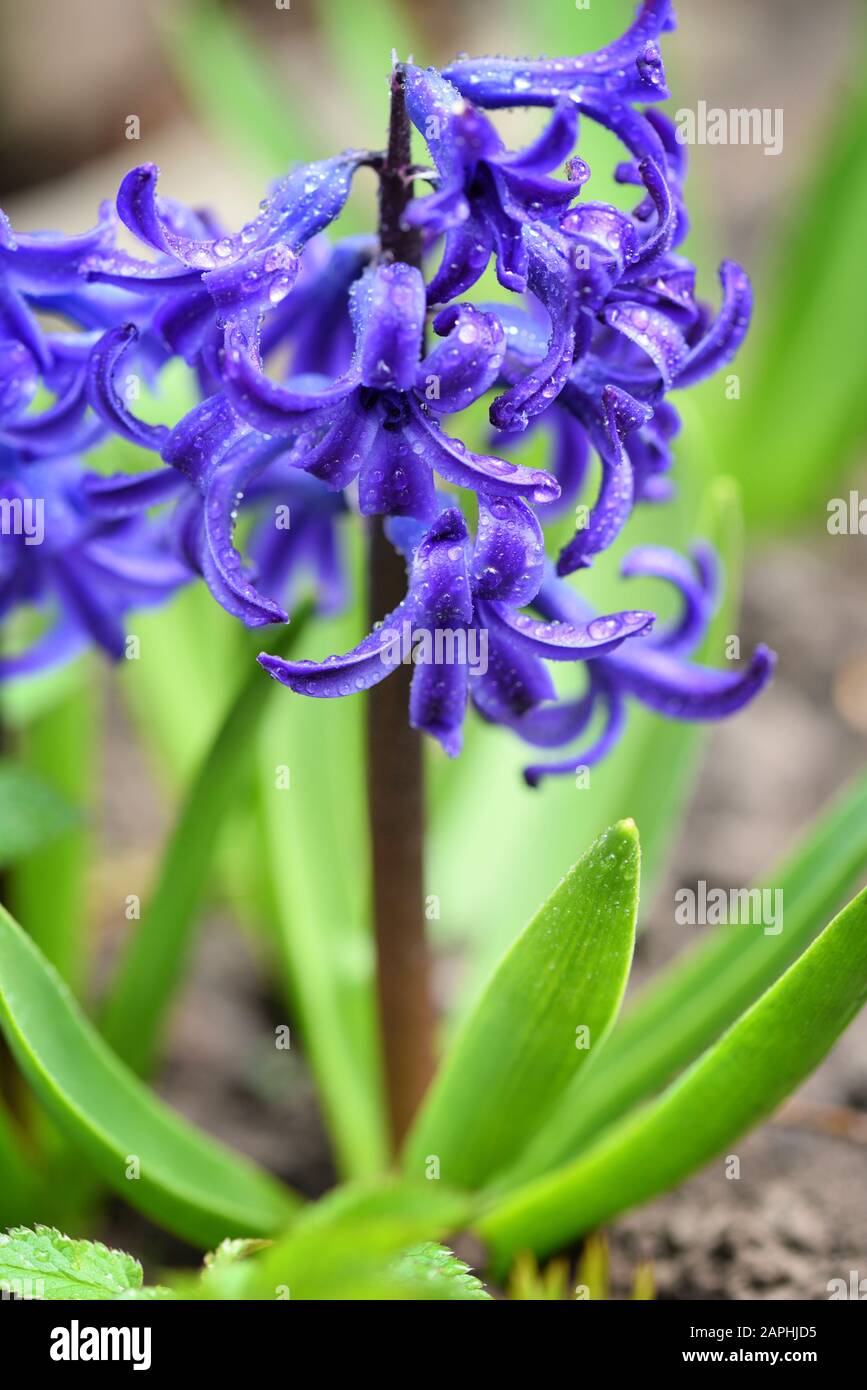 Purple Hyacinthus in a garden. Garden hyacinth with white blooming ...