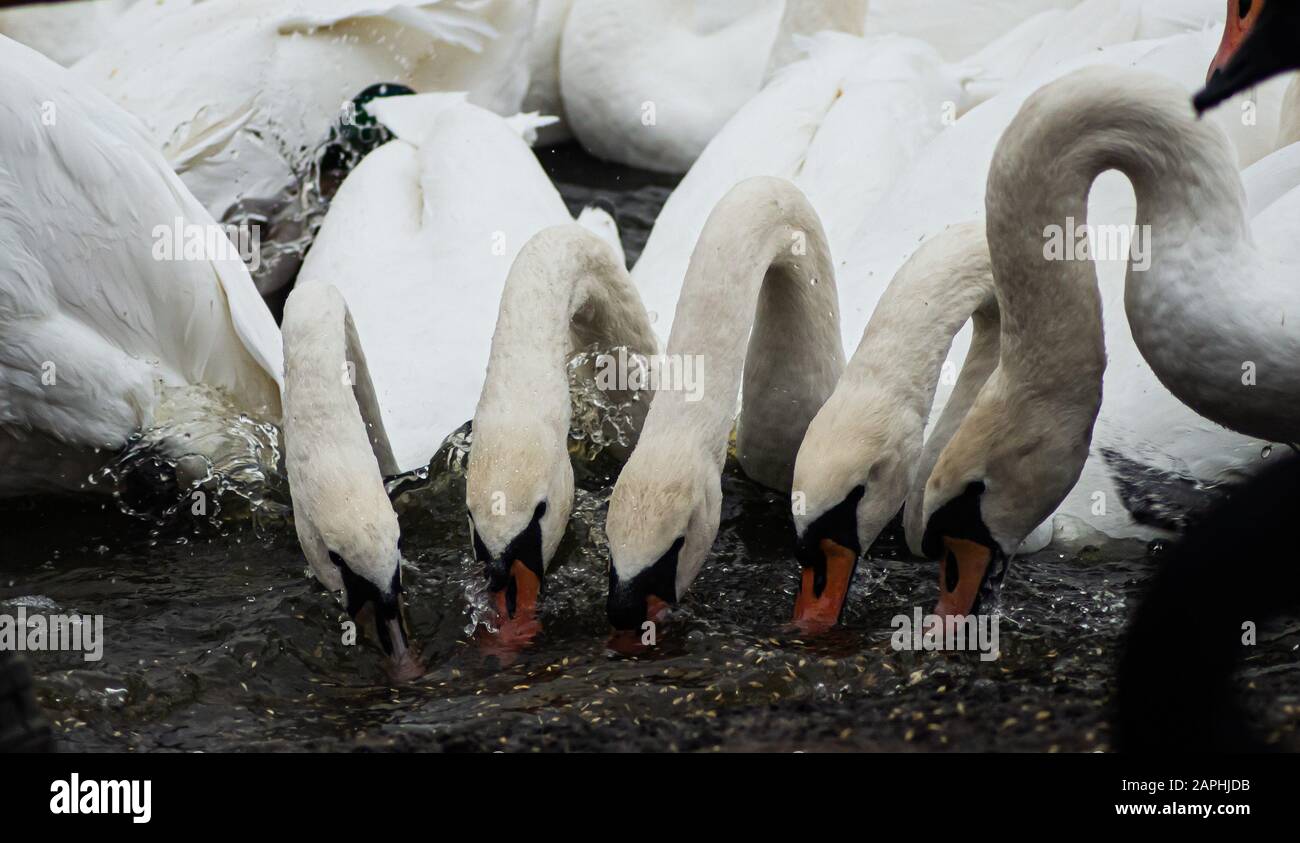 Wetlands swan hi-res stock photography and images - Alamy