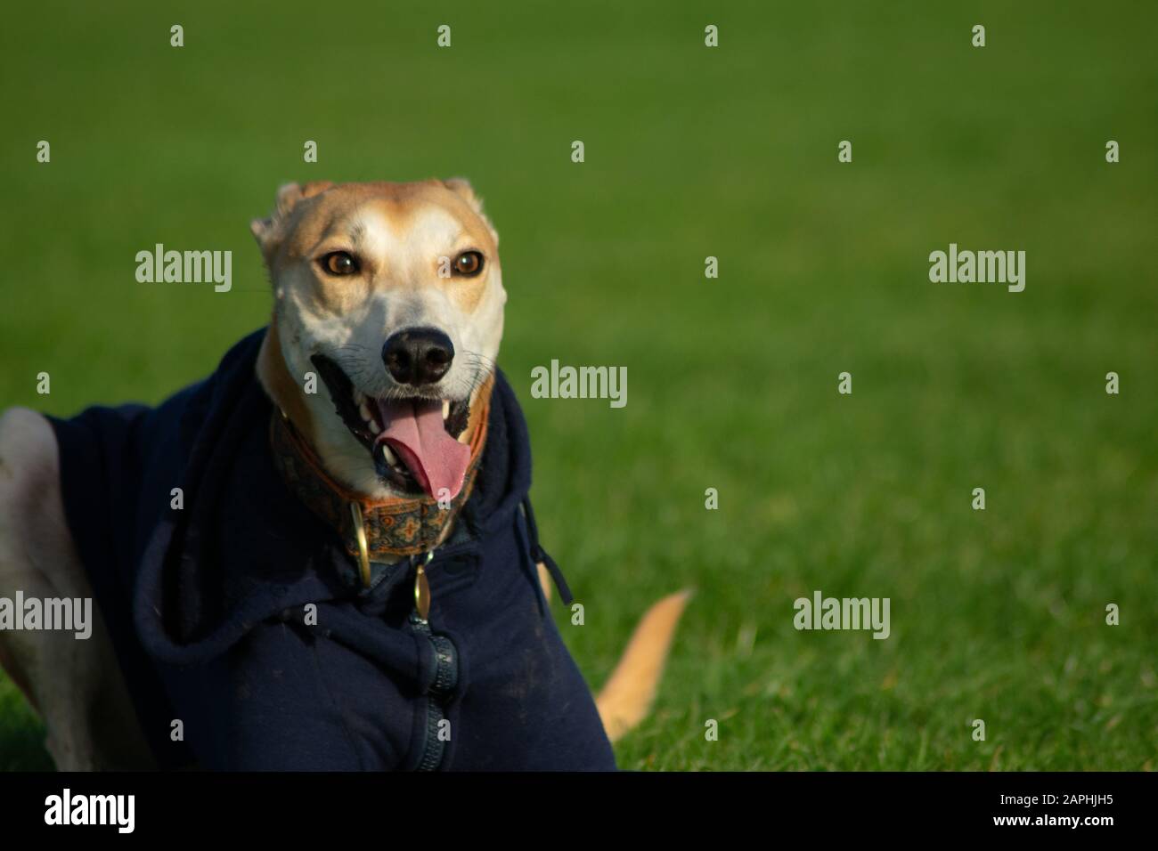Saluki lurcher hi-res stock photography and images - Alamy