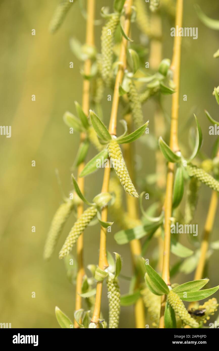 Blooming branches of the weeping willow, Salix babylonica. Spring ...