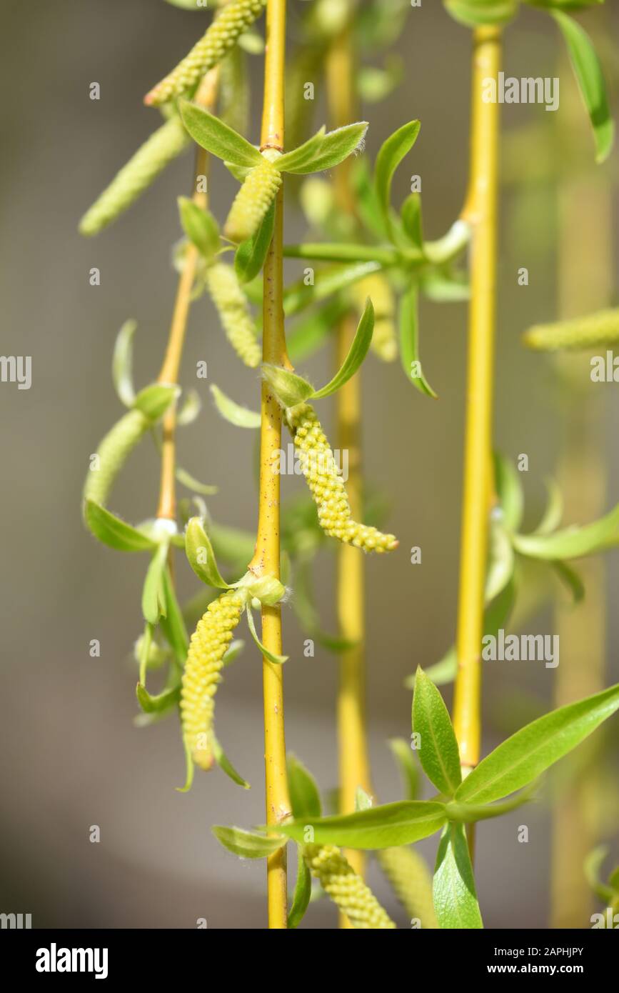 Blooming branches of the weeping willow, Salix babylonica. Spring ...