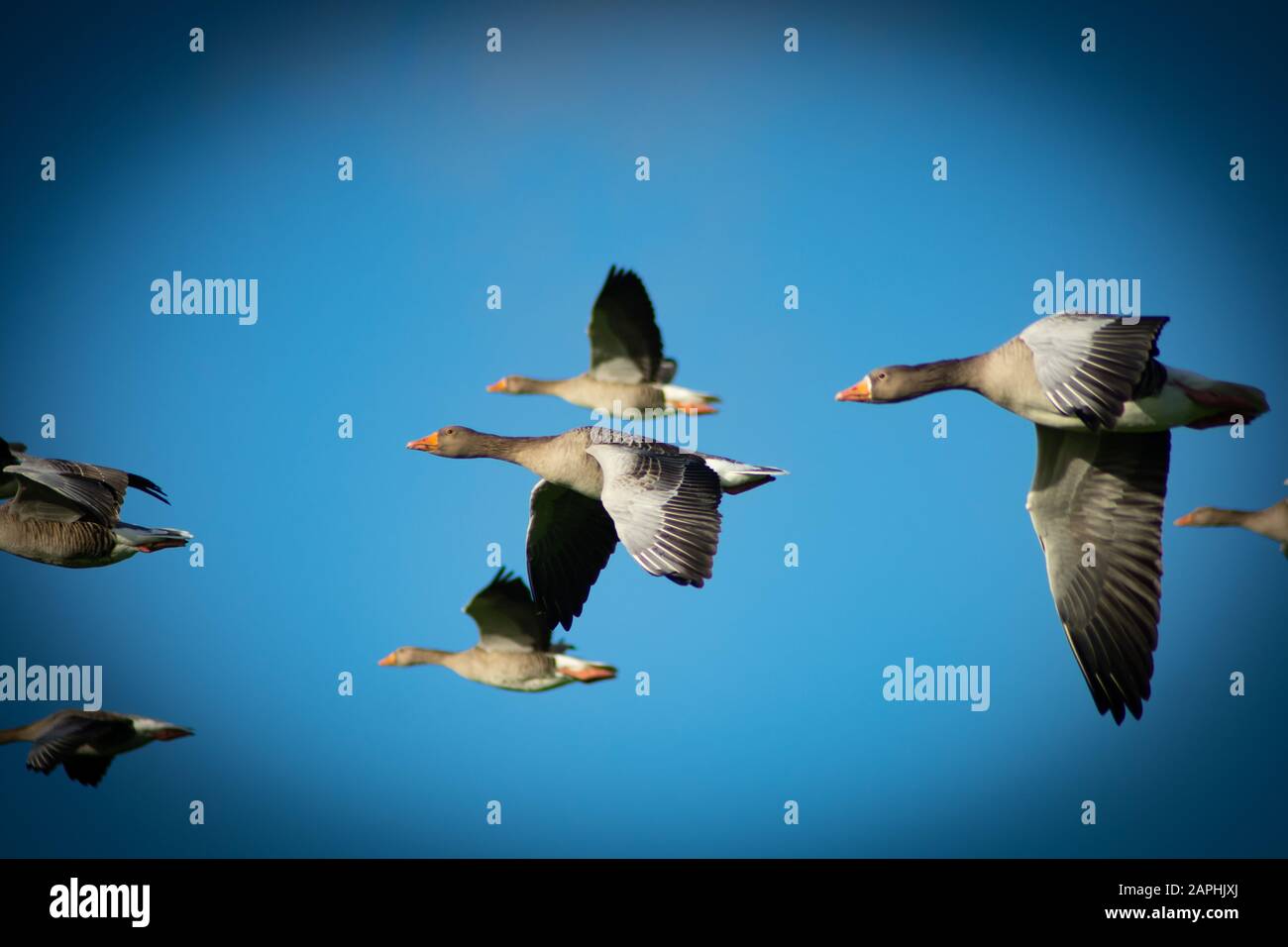 British geese hi-res stock photography and images - Alamy