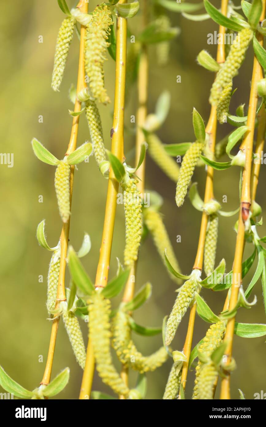 Blooming branches of the weeping willow, Salix babylonica. Spring ...