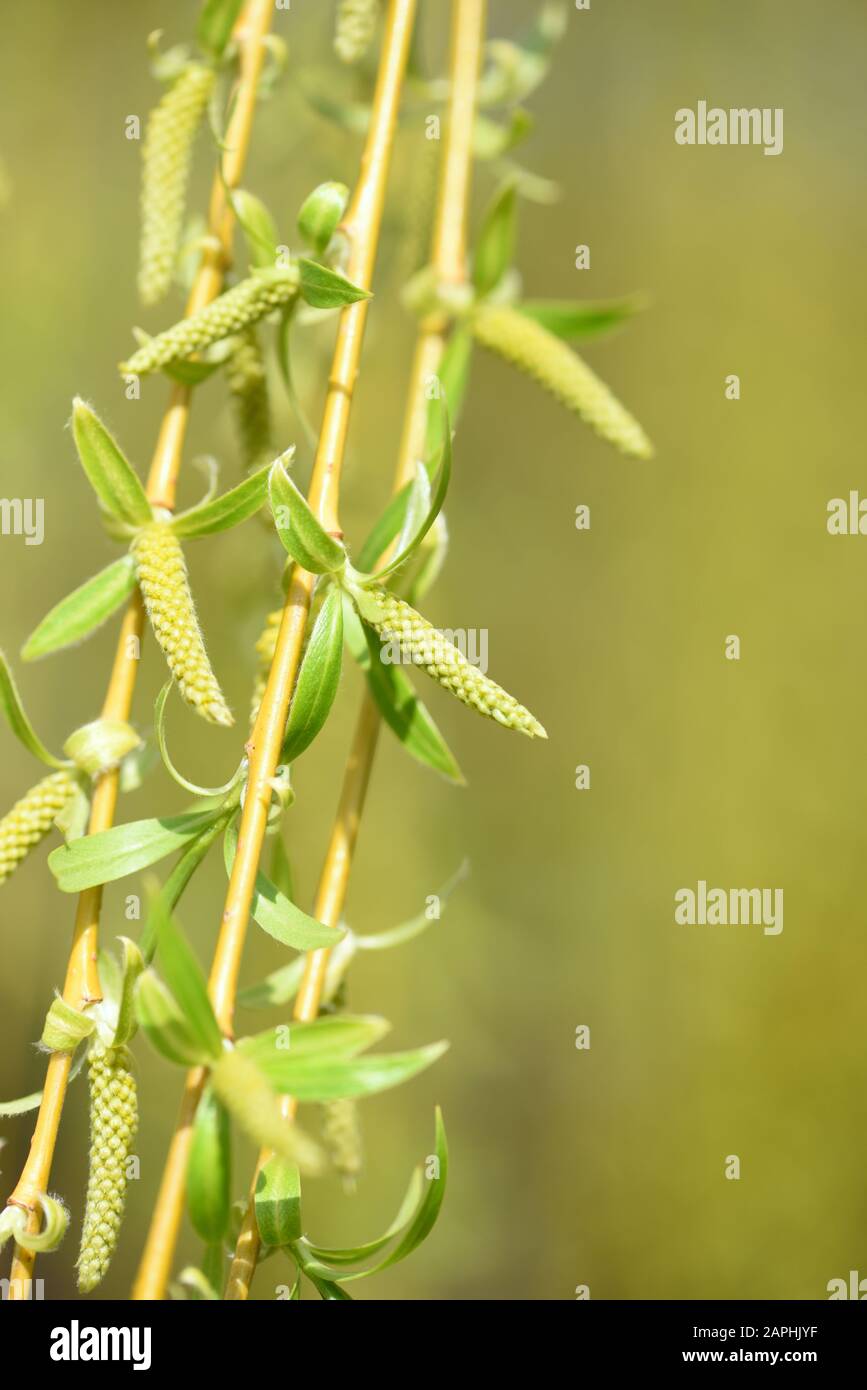 Blooming branches of the weeping willow, Salix babylonica. Spring ...