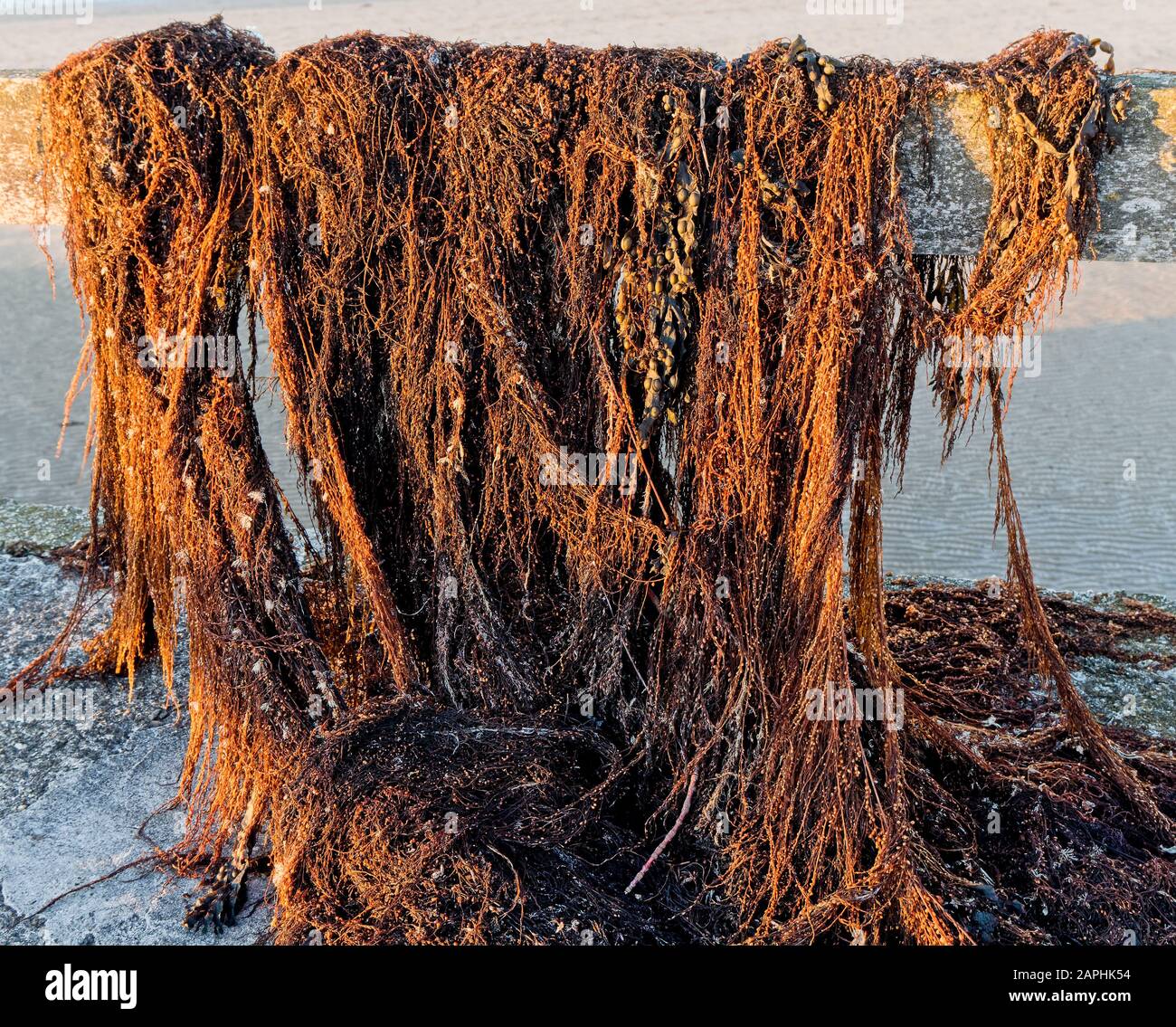 wind blown seaweed hanging on a wooden rail Stock Photo - Alamy