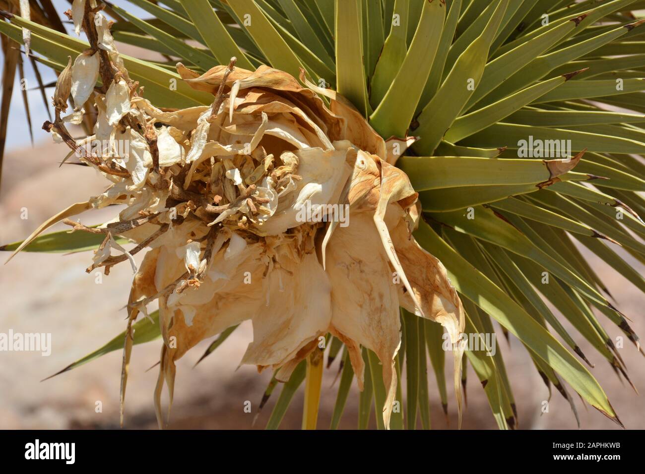 Joshua tree flower hi-res stock photography and images - Alamy
