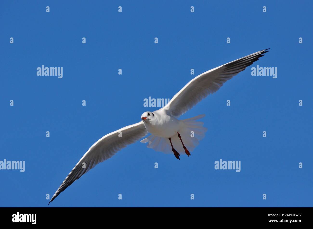 A seagull flying high in the blue sky Stock Photo - Alamy