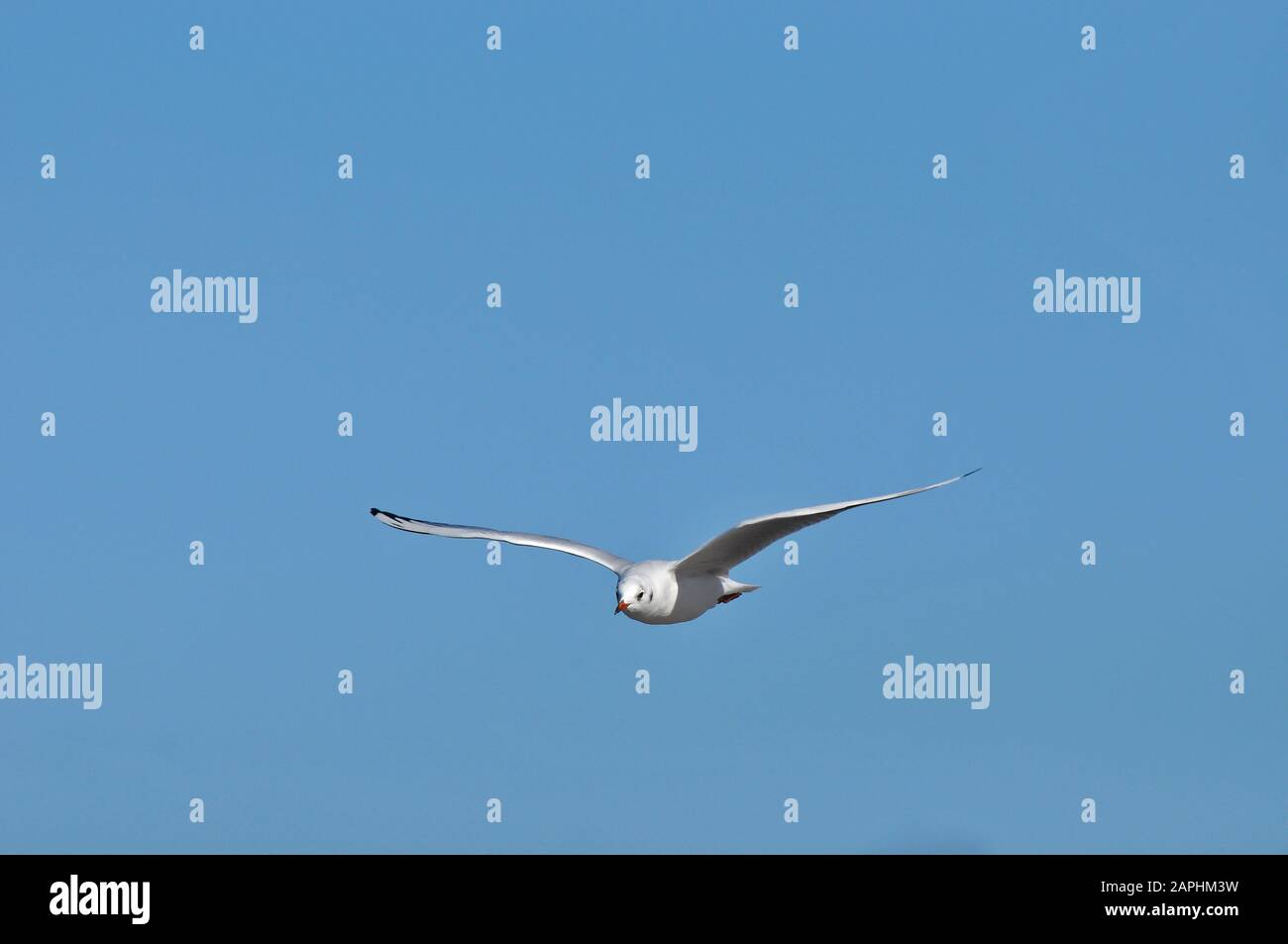 A seagull flying high in the blue sky Stock Photo - Alamy