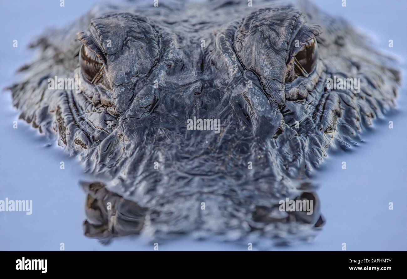 Crocodile Shark Hybrid