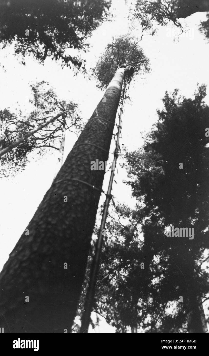 Pine cone biology Black and White Stock Photos & Images - Alamy