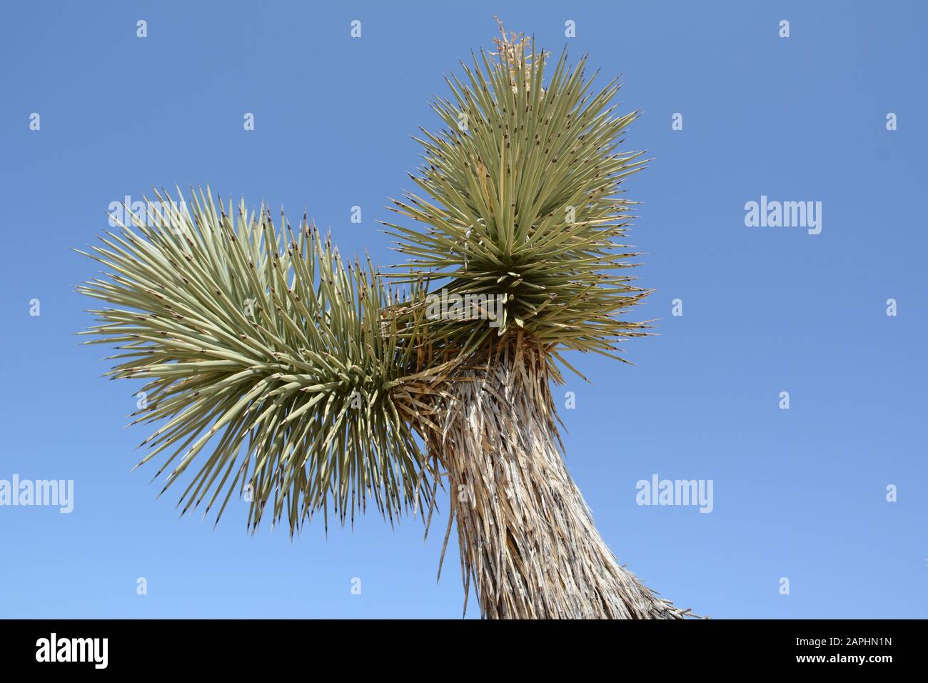 Branches of a Joshua Tree Stock Photo - Alamy