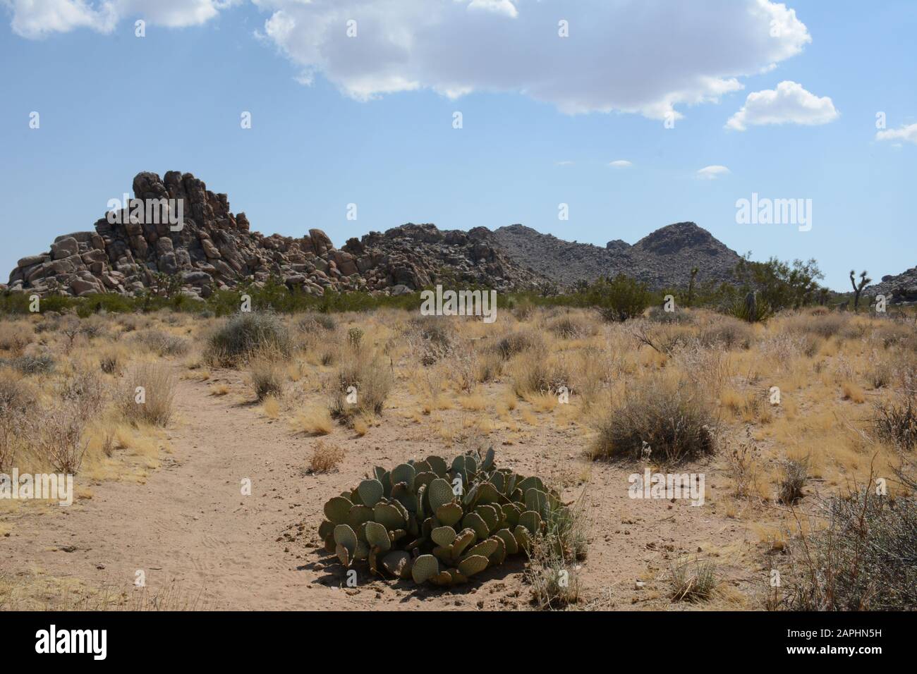 Joshua tree with large rocks hi-res stock photography and images - Alamy
