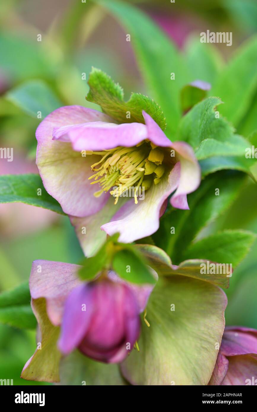 Beautiful pink Helleborus, spring flowers are blooming in the garden ...