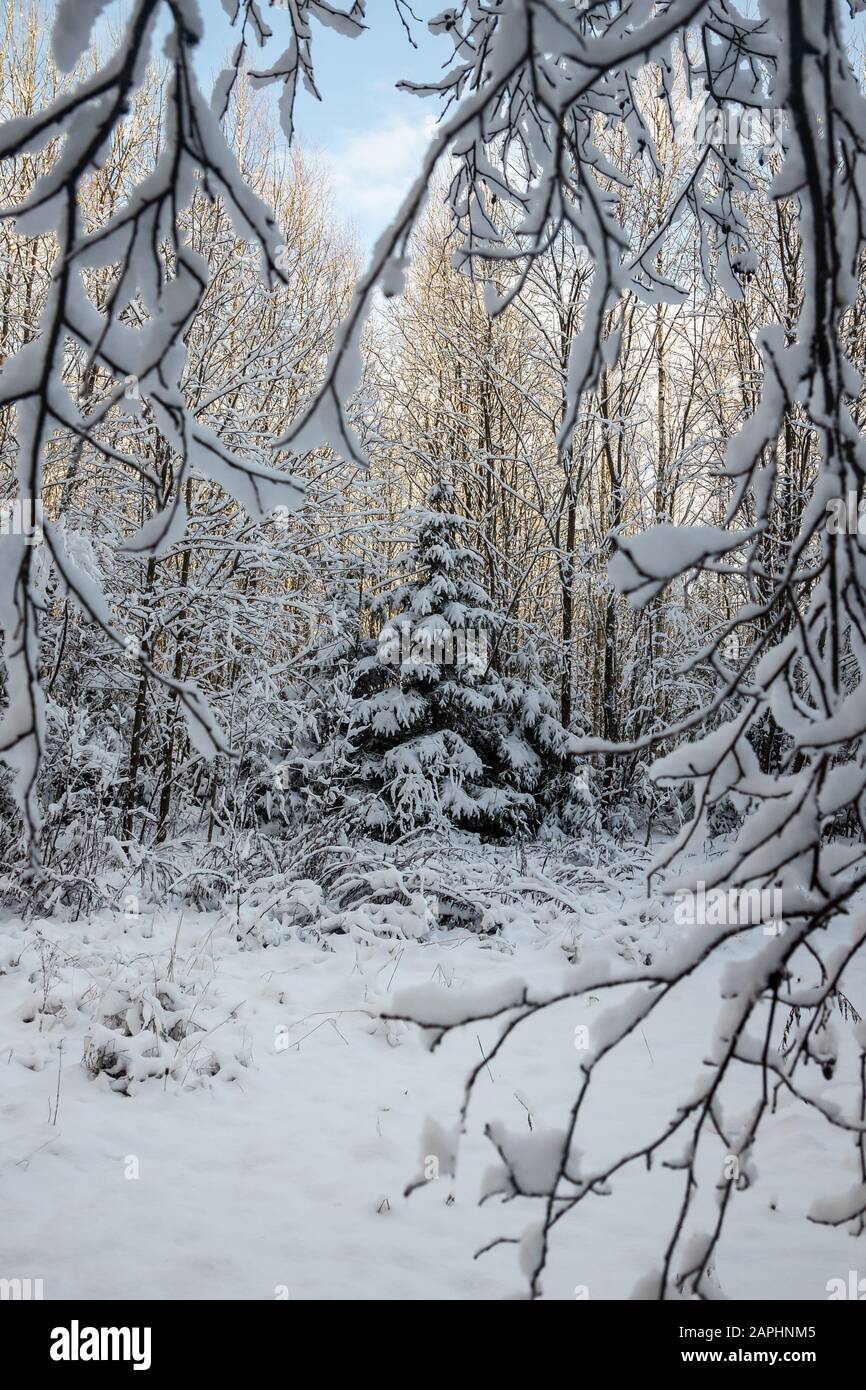 Snowy Christmas tree in snowy forest Stock Photo - Alamy