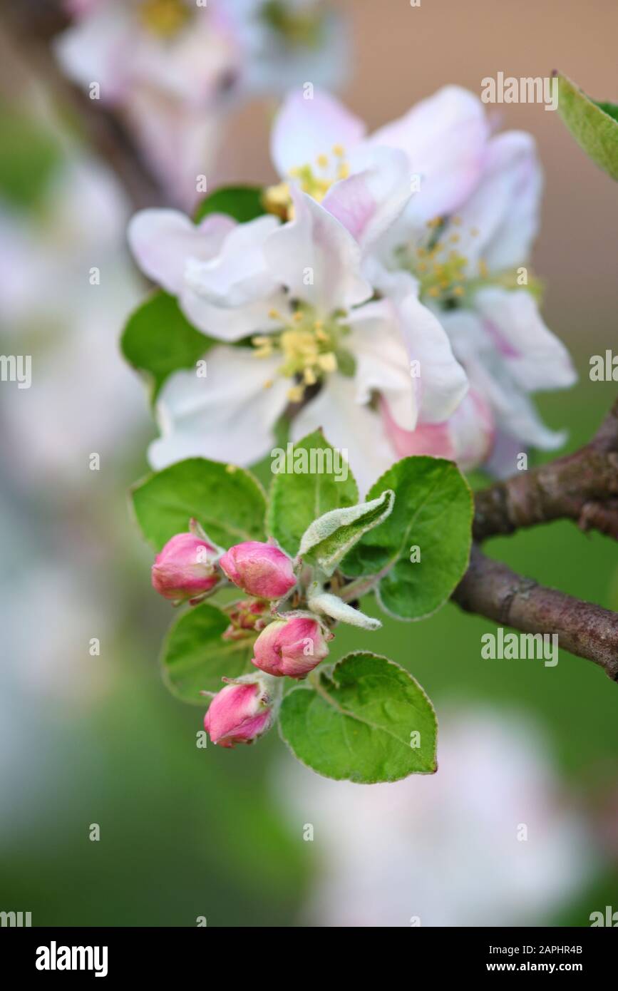 Apple flowers in the sunshine over natural green background Stock Photo ...