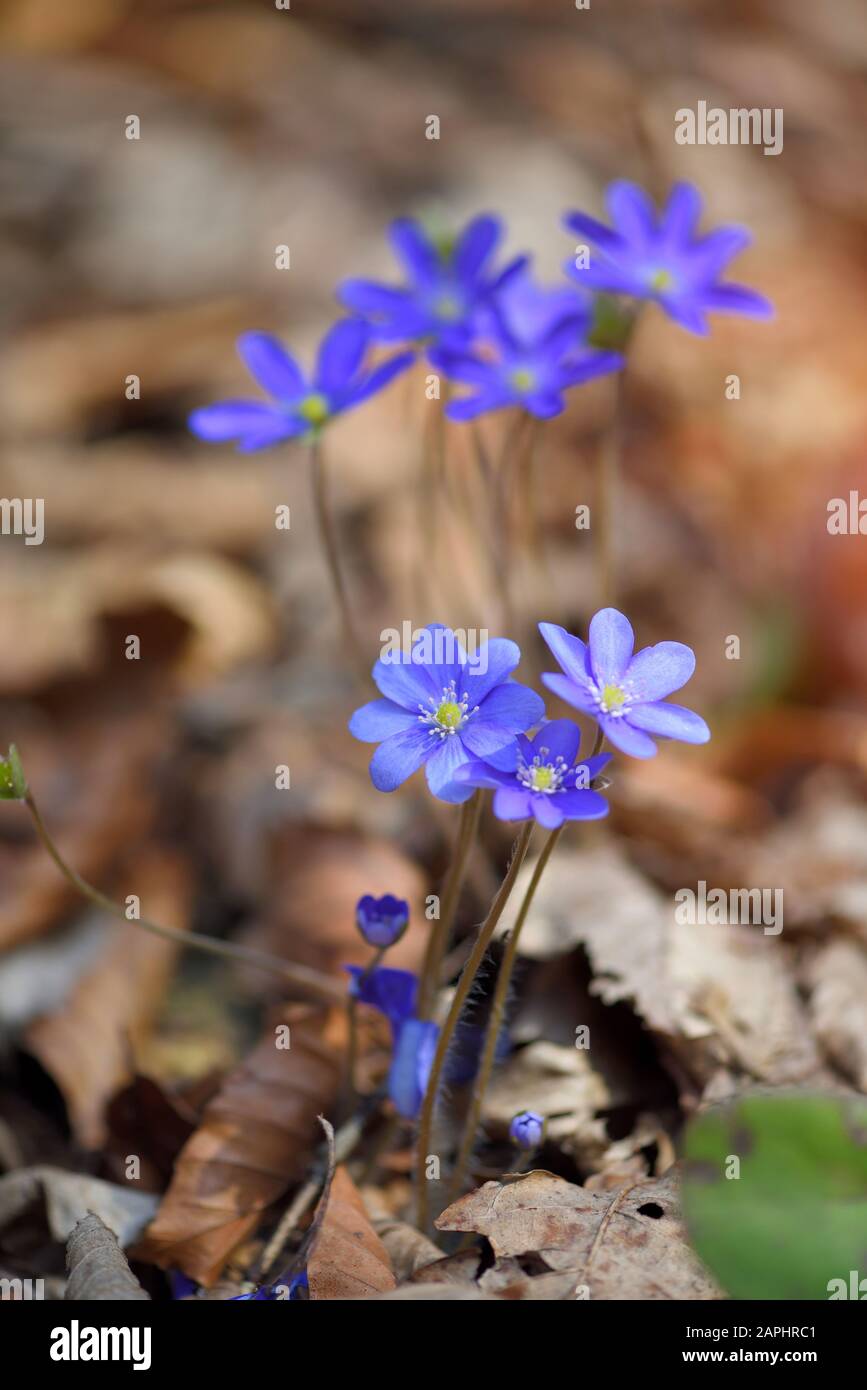 Liver Leaf Hepatica High Resolution Stock Photography and Images - Alamy