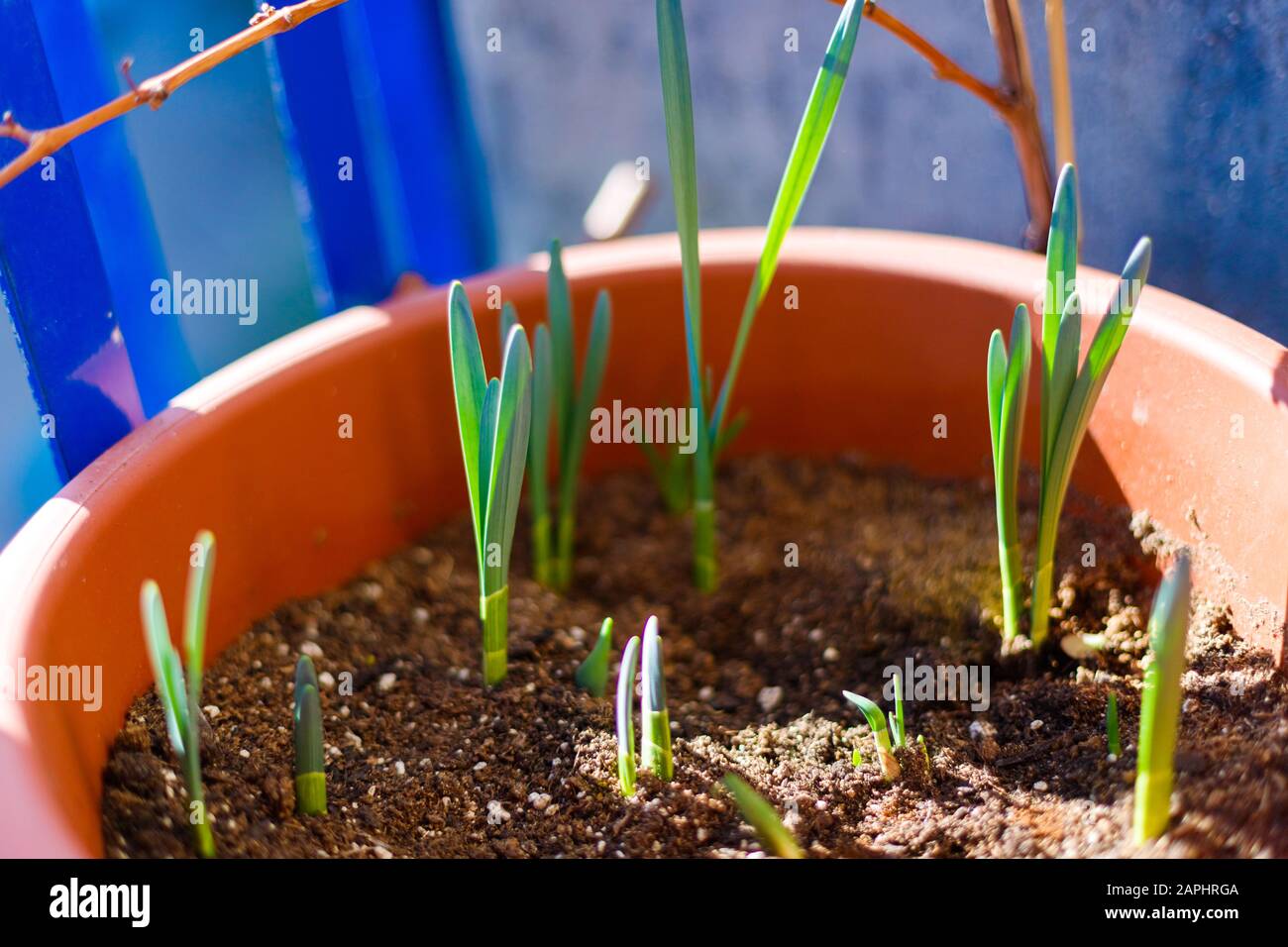 First bulbs hi-res stock photography and images - Alamy