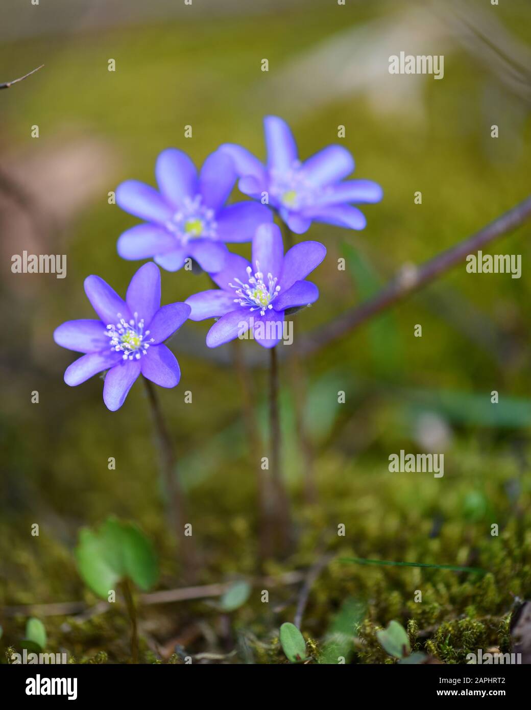Blooming in the spring forest Hepatica nobilis Stock Photo - Alamy
