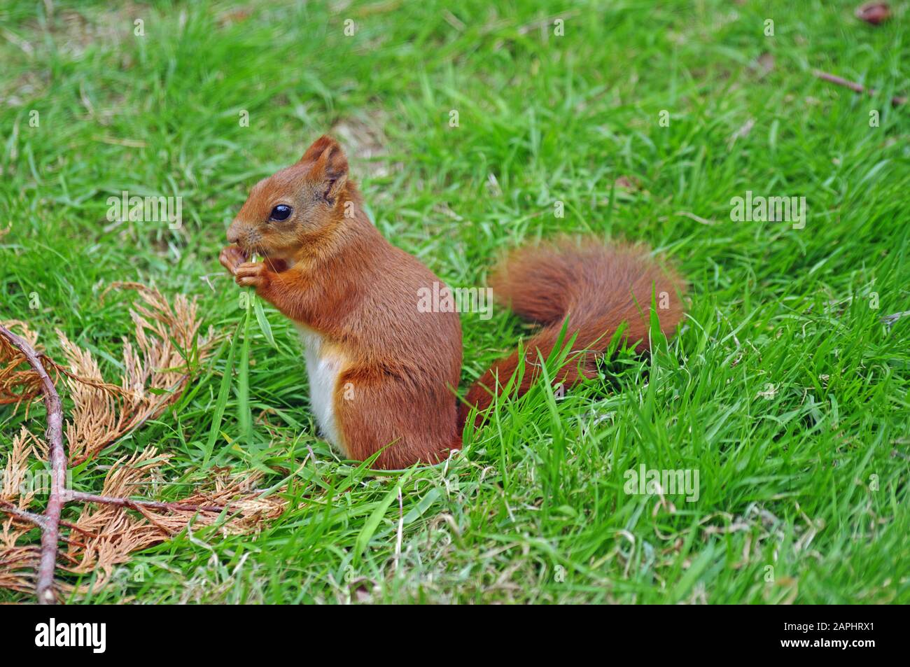 Red Squirrel, Sciurus Vulgaris, England Stock Photo - Alamy