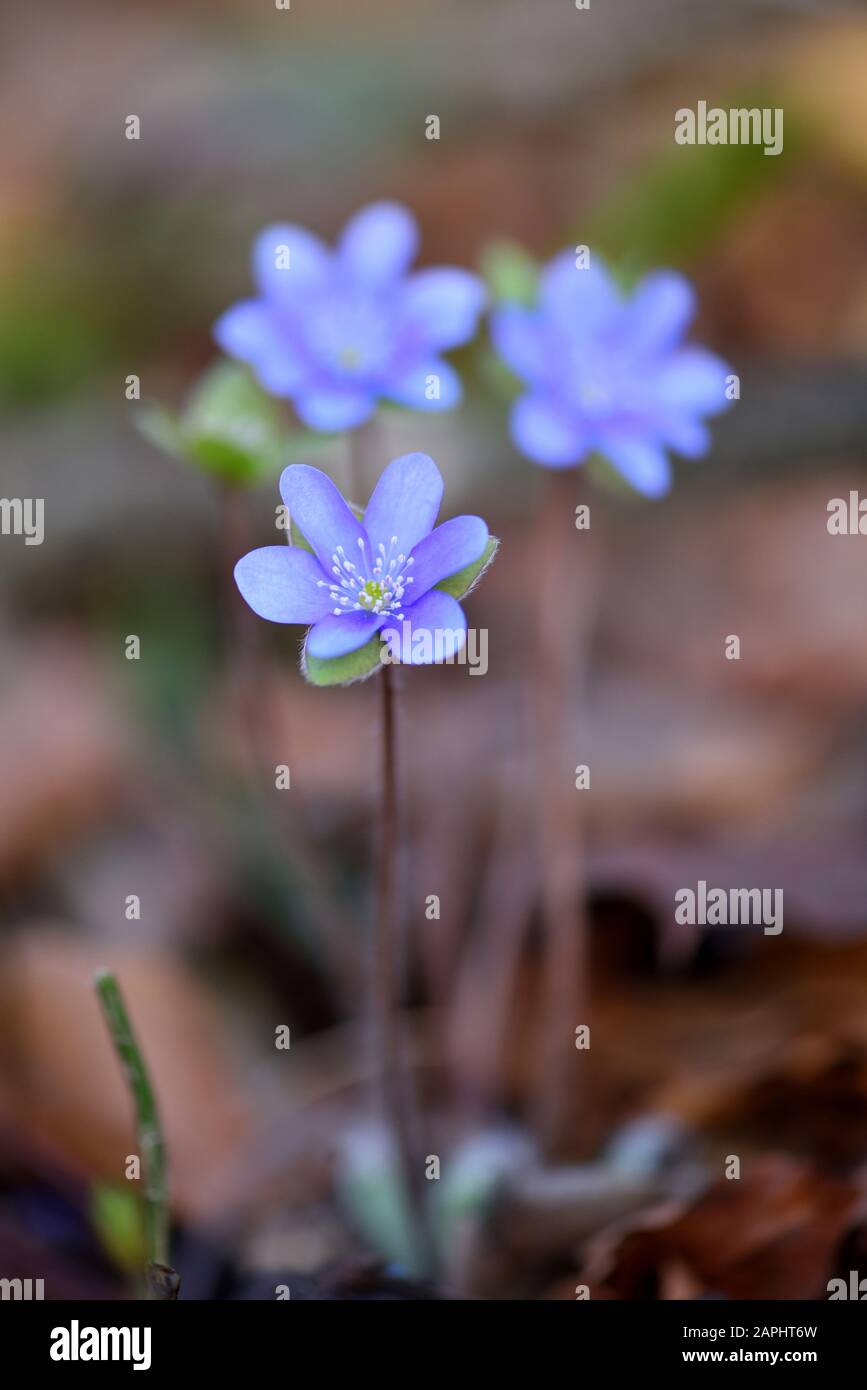 Liver Flower Blossom High Resolution Stock Photography and Images - Alamy